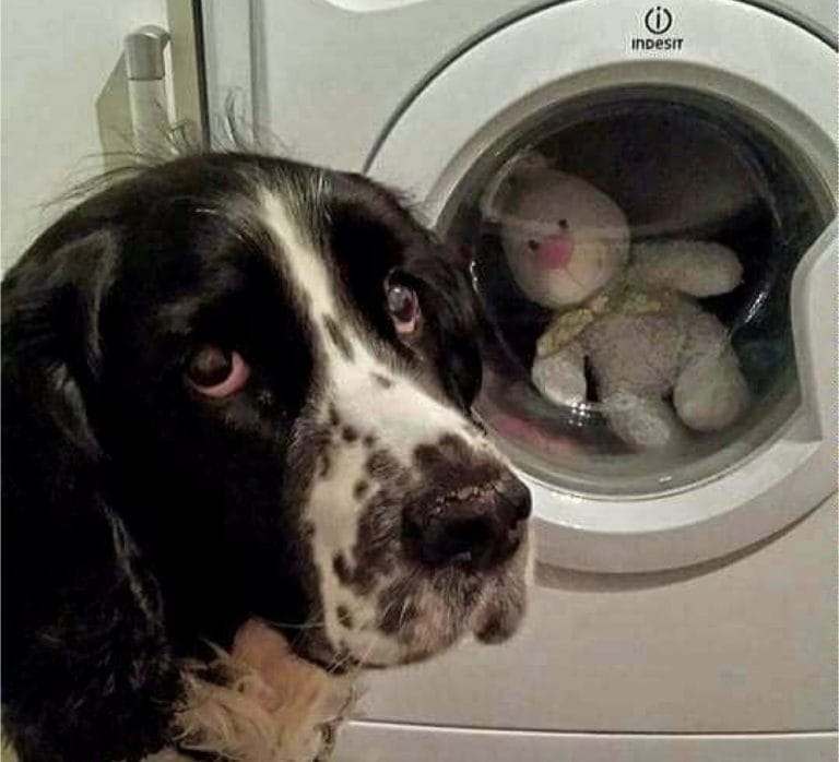 14 Funny Springer Spaniel Memes - Page 2 of 3 - PetPress