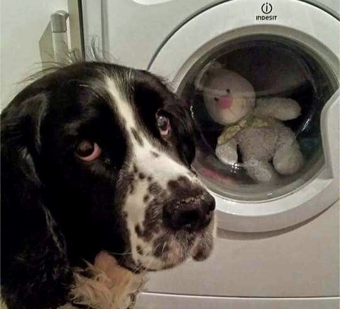 14 Funny Springer Spaniel Memes - Page 2 of 3 - PetPress