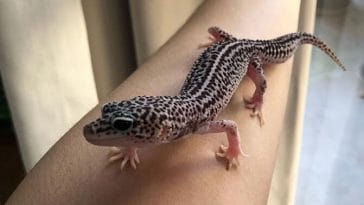 Gecko Names - Over 300 Inspiring Ideas For Naming Your Gecko - PetPress