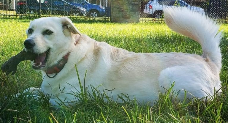 59 Labrador Retrievers Mixed With Other Breeds That Was Pawsome