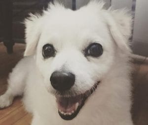 37 Ridiculously Cute Jack Russell Mixes You Have To See To Believe ...