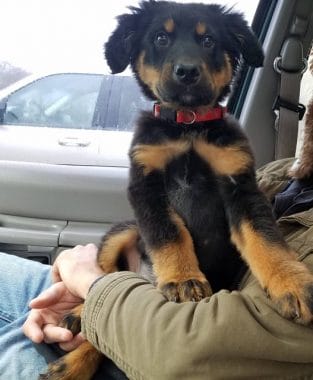 38 Awesome German Shepherd Mixes You Need To Feast Your Eyes On - PetPress