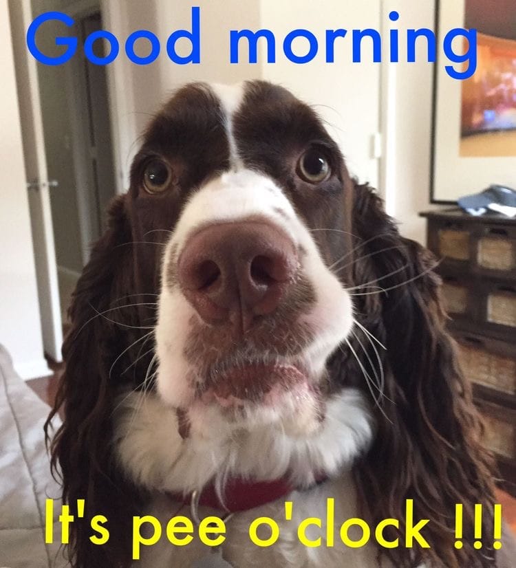 14 Funny Springer Spaniel Memes - PetPress