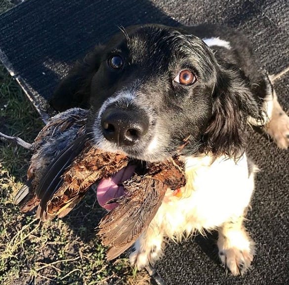 16 Facts About The English Cocker Spaniel - PetPress