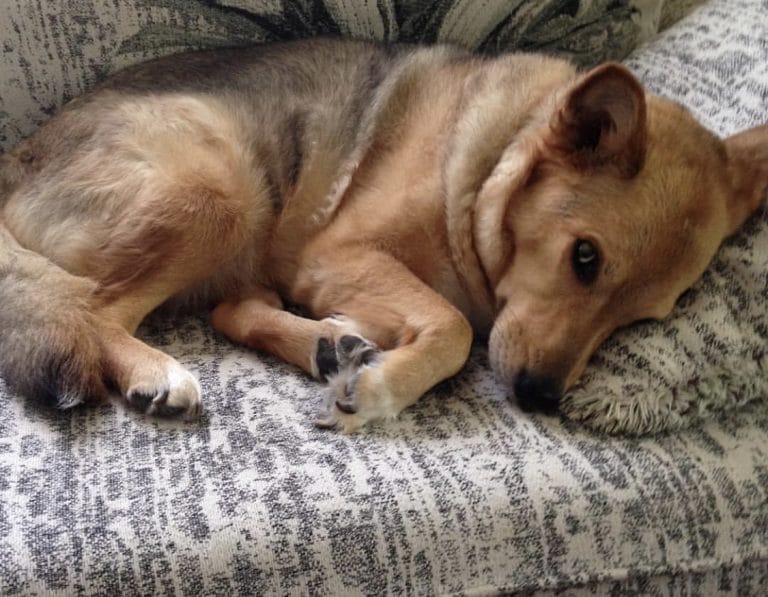 The 14 Cutest Corgi Mixes That You’ve Ever Seen - PetPress