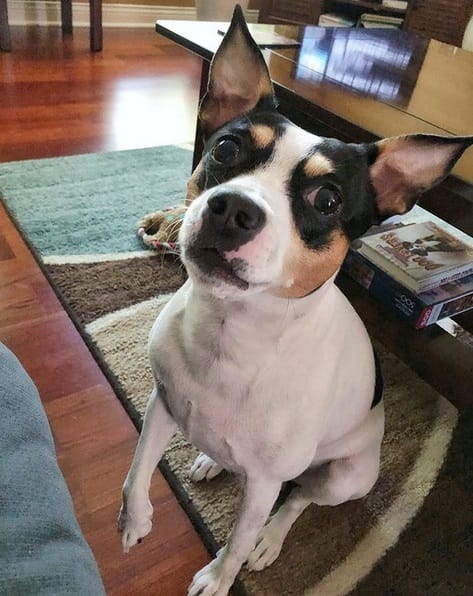 14 Funny Pictures Explaining Why People Choose Rat Terriers - PetPress