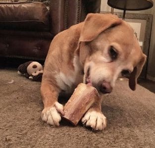 14 Funny Pictures Explaining Why You Should Never Own Beagles - PetPress