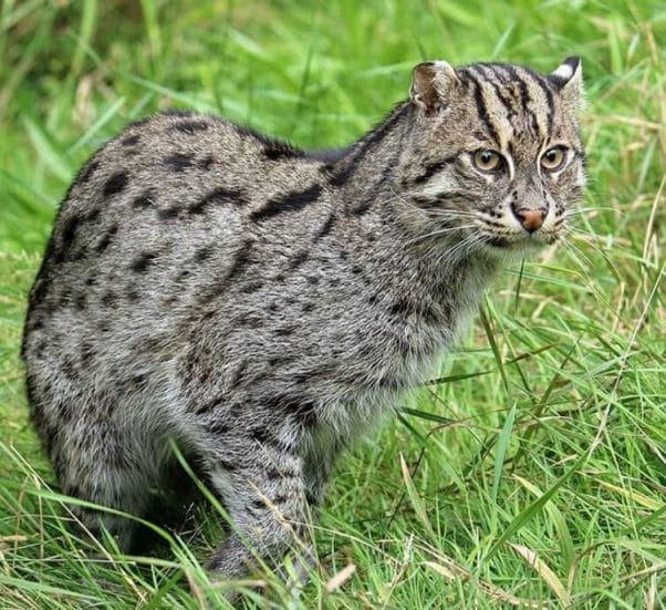 7 Small Exotic Cats That Are Surprisingly Legal to Own as Pets - PetPress