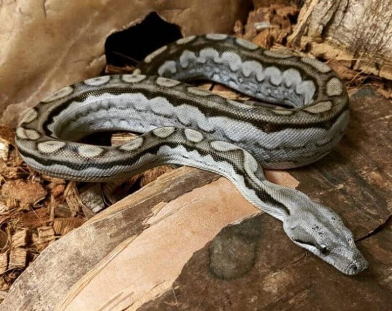 Pet Snake Names - 500+ Inspiring Ideas For Naming Your Pet Snake - PetPress