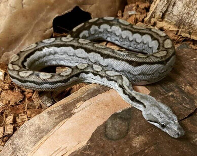 Pet Snake Names - 500+ Inspiring Ideas For Naming Your Pet Snake - PetPress