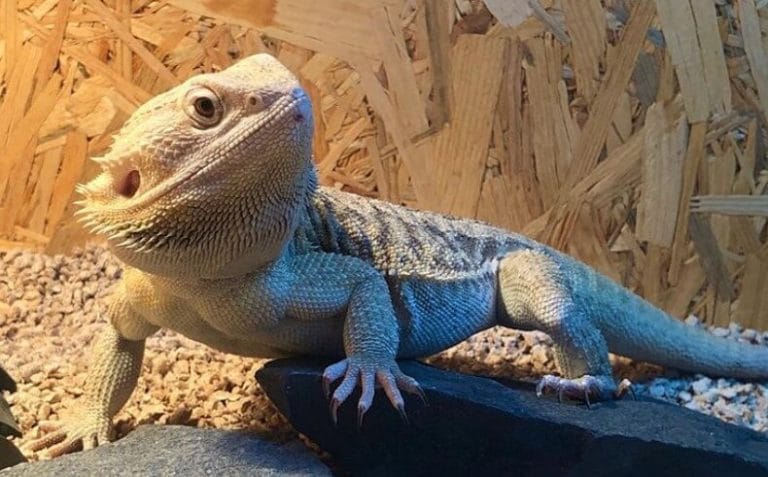 Bearded Dragon Names - Over 300 Great Ideas For Naming Your Bearded ...