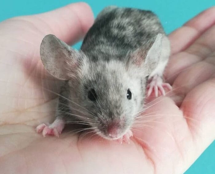 Mouse Names: Over 600 Cute And Funny Names For A Pet Mouse