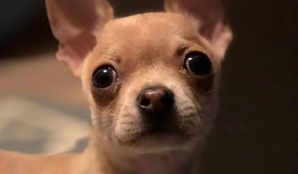 45 Chihuahua Mixes Too Adorable To Be Real - PetPress