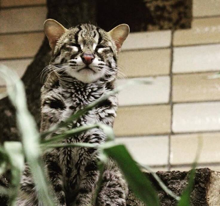 7 Small Exotic Cats That Are Surprisingly Legal to Own as Pets - PetPress