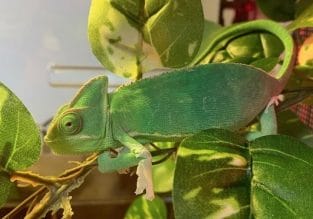300+ Cool and Funny Chameleon Names | PetPress