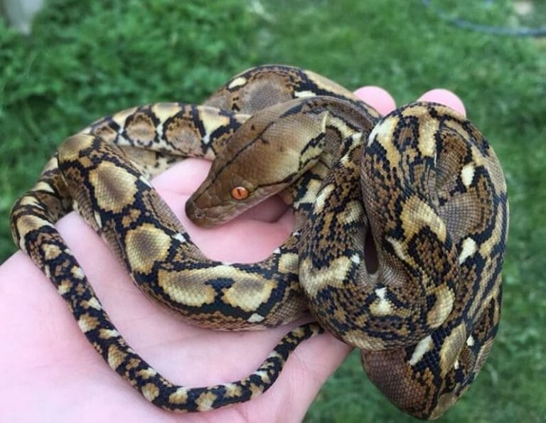 Best Male Snake Names - 140 Great Ideas For Naming Your Pet Snake ...