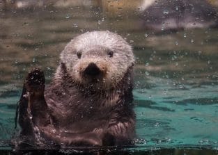 200+ Otter Names and the Cutest Names for Otters