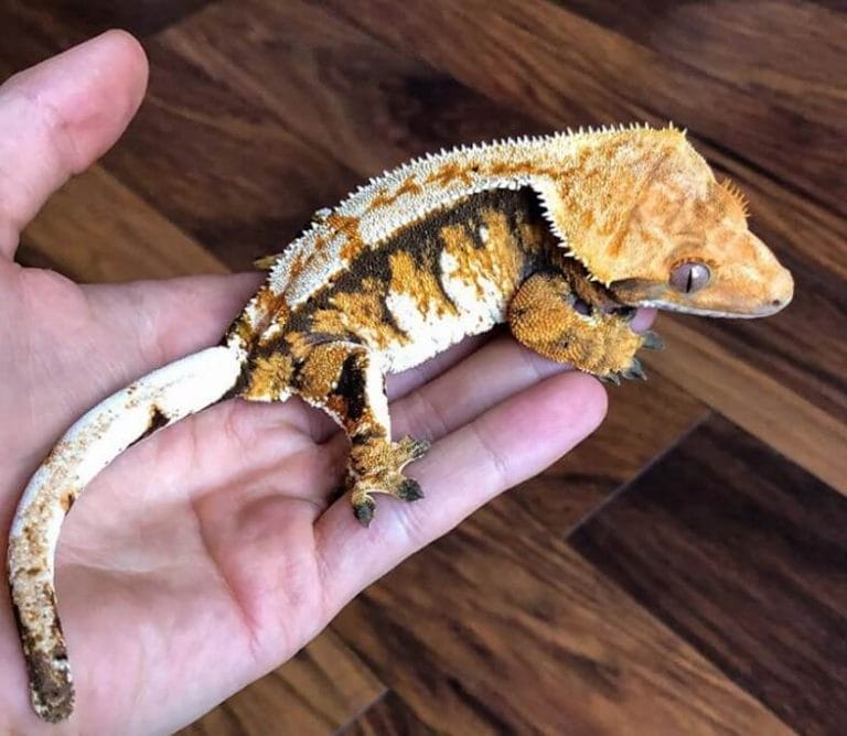 Gecko Names - Over 300 Inspiring Ideas For Naming Your Gecko - PetPress