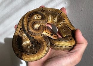 Best Female Snake Names - 180 Amazing Ideas For Naming Your Pet Snake ...