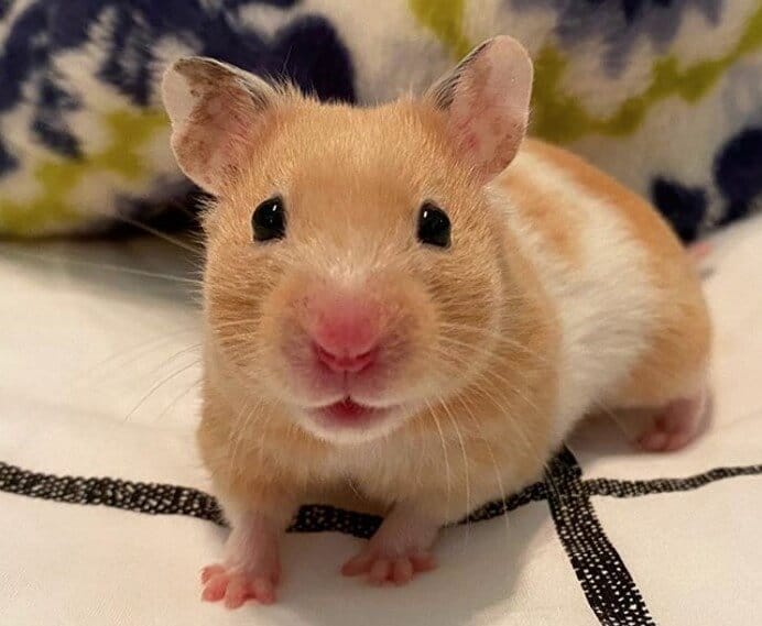 Female Hamster Names – Over 300 Cute Girl Hamster Names - PetPress