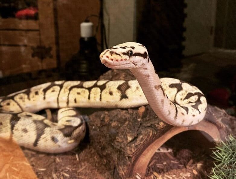 Pet Snake Names - 500+ Inspiring Ideas For Naming Your Pet Snake - PetPress