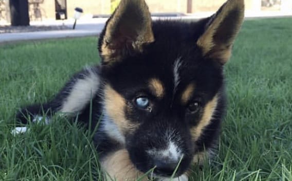 14 Amazing Husky Mixes That Will Melt Your Heart - PetPress