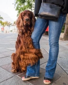 15 Funny Facts About Irish Setters - PetPress