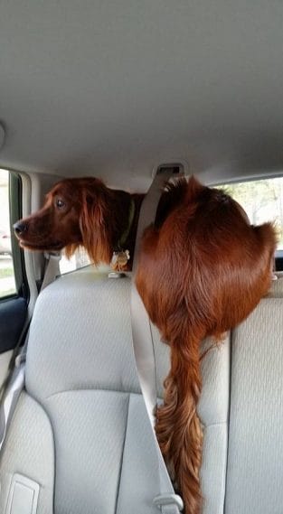 15 Funny Facts About Irish Setters - PetPress