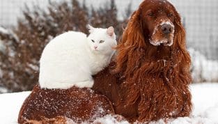 15 Funny Facts About Irish Setters - PetPress