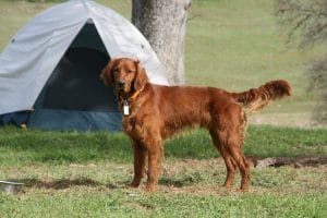 15 Funny Facts About Irish Setters - PetPress
