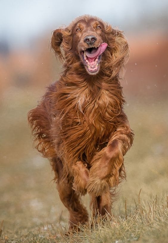 15 Funny Facts About Irish Setters - PetPress