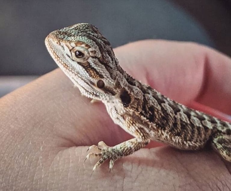 Lizard Names - Over 500 Inspiring Ideas For Naming Your Pet Lizard