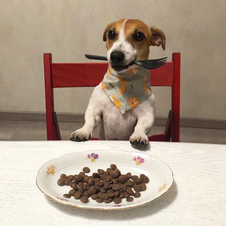 15 Funny Jack Russell Terriers Who Will Make You Smile! - Page 2 of 3 ...