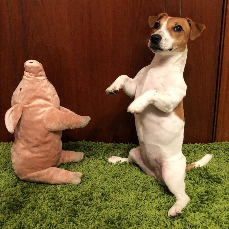 15 Funny Jack Russell Terriers Who Will Make You Smile! - PetPress