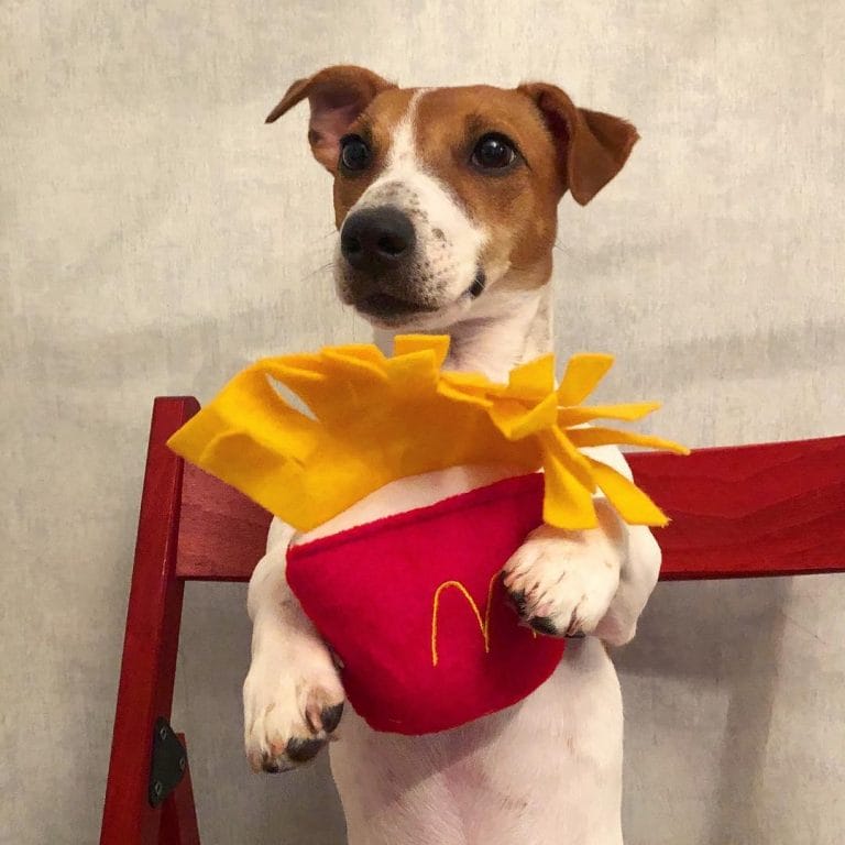 15 Funny Jack Russell Terriers Who Will Make You Smile! - PetPress