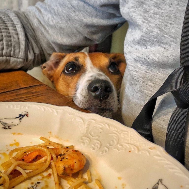 15 Funny Jack Russell Terriers Who Will Make You Smile! - PetPress