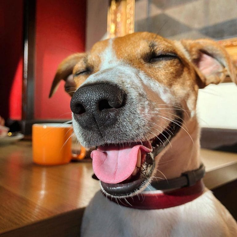 15 Funny Jack Russell Terriers Who Will Make You Smile! - Page 2 of 3 ...