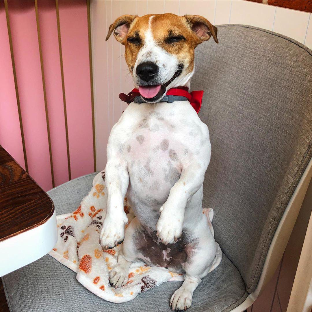 15 Funny Jack Russell Terriers Who Will Make You Smile! - Page 2 of 3 ...