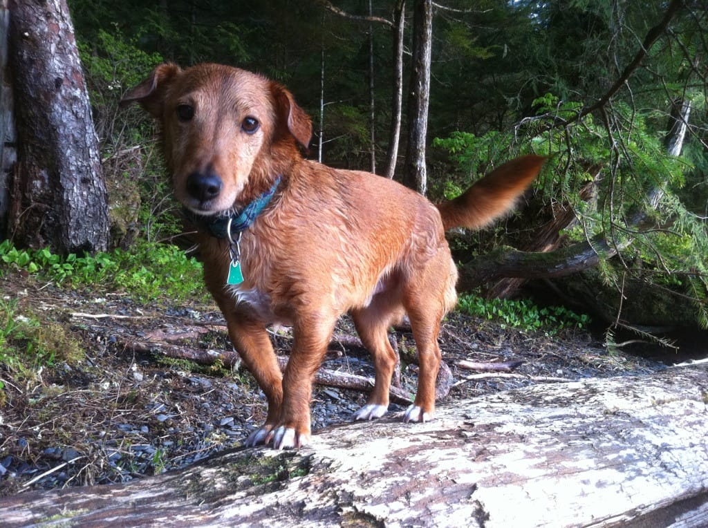 40 Cute Dachshund Mixes That Will Melt Your Heart