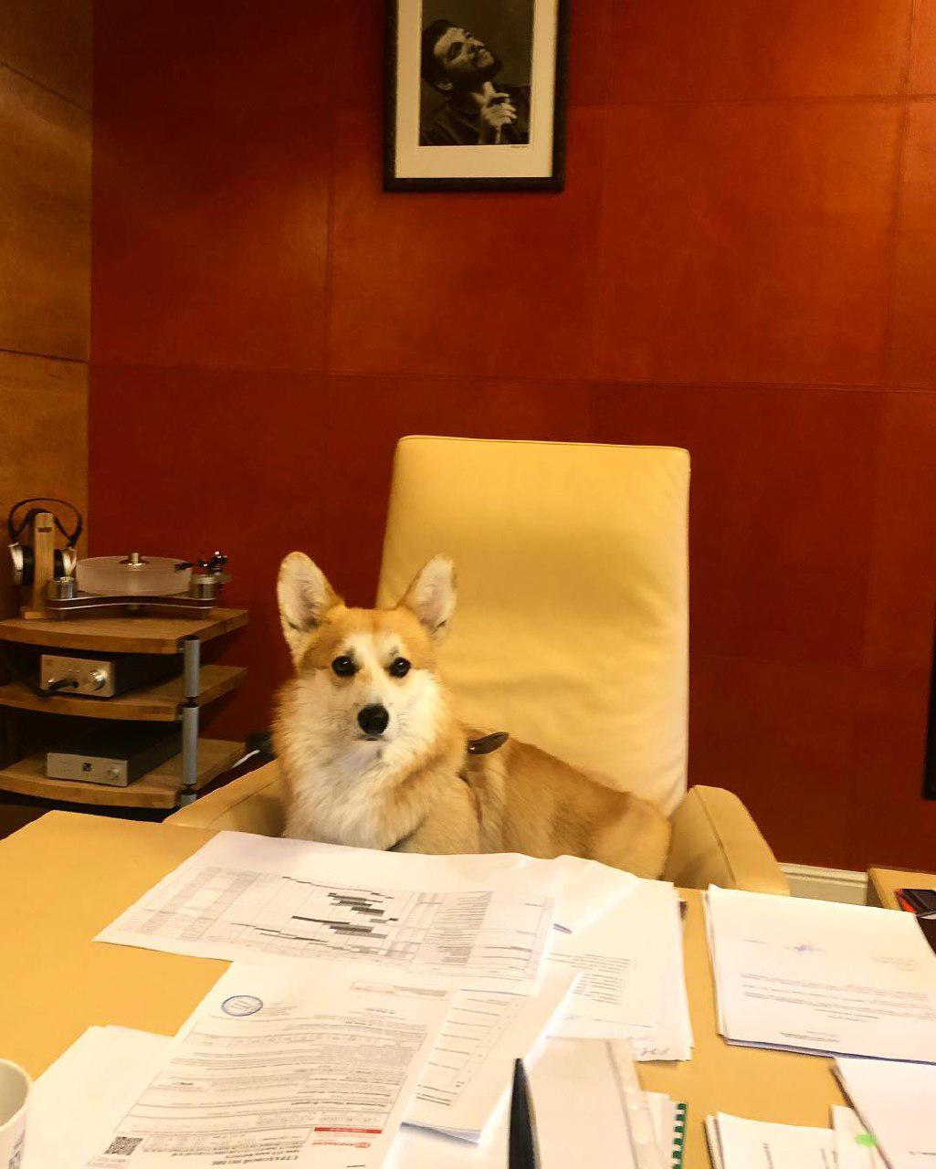 15 Corgis Who Are Happy That the Weekend Finally Started - PetPress