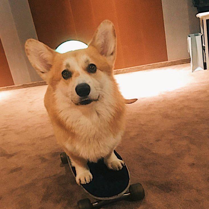 15 Corgis Who Are Happy That the Weekend Finally Started - PetPress