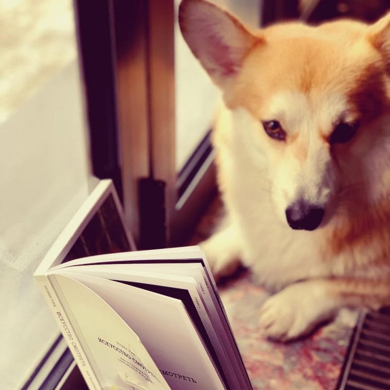 15 Corgis Who Are Happy That the Weekend Finally Started - PetPress