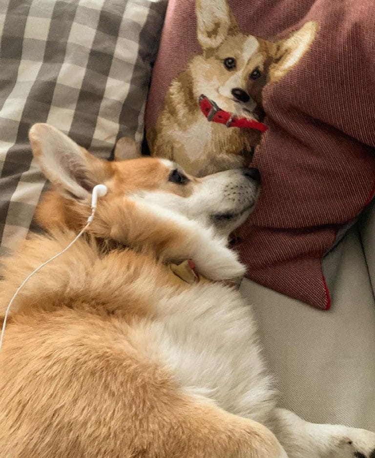 15 Corgis Who Are Happy That the Weekend Finally Started - PetPress