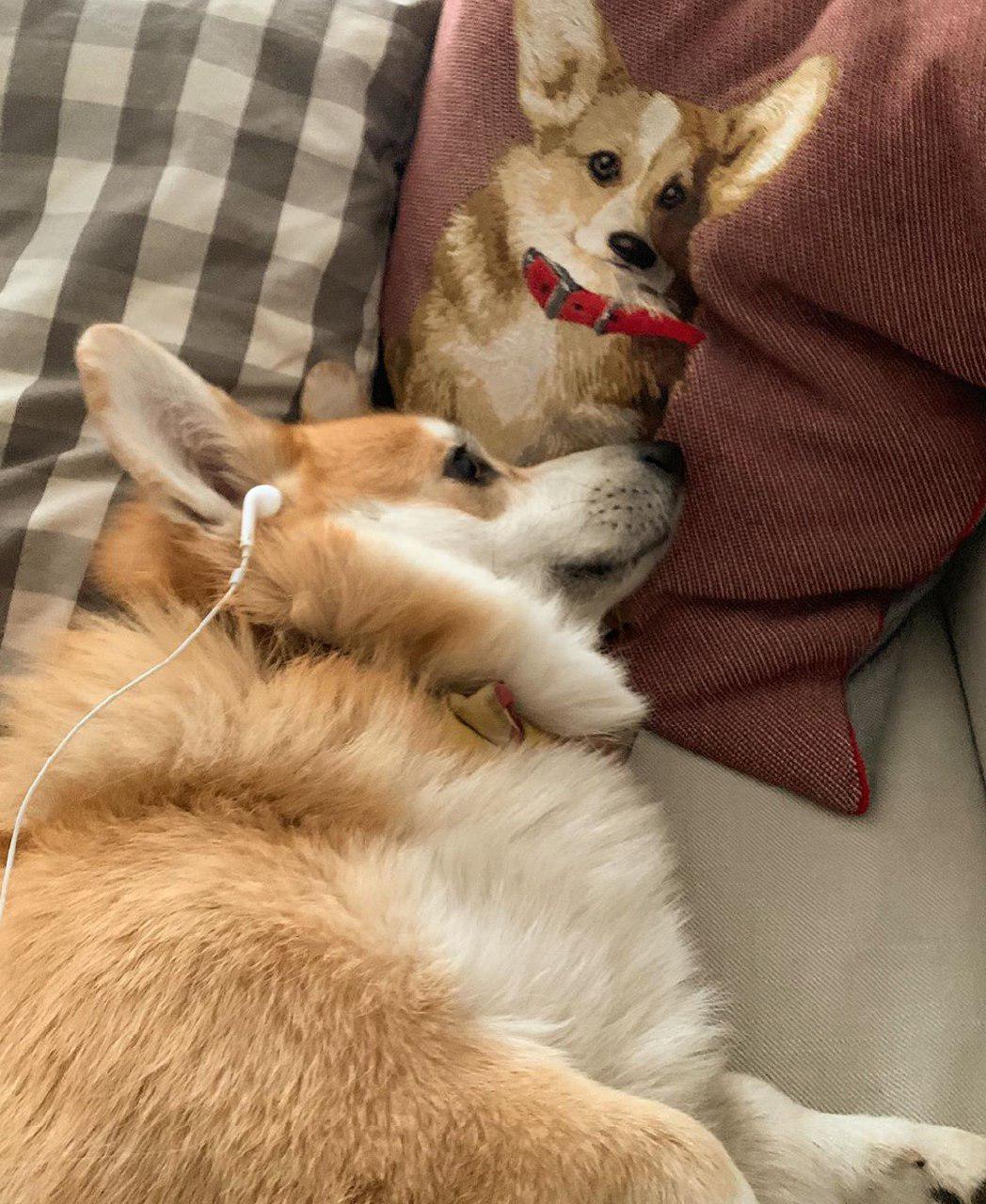 15 Corgis Who Are Happy That the Weekend Finally Started - PetPress