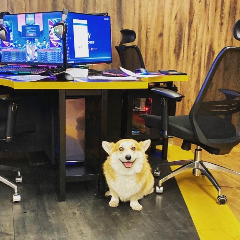 15 Corgis Who Are Happy That the Weekend Finally Started - PetPress