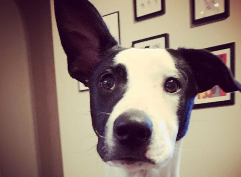 59 Labrador Retrievers Mixed With Other Breeds That Was Pawsome