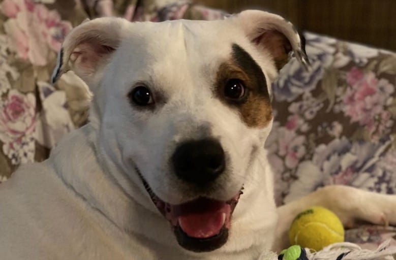 59 Labrador Retrievers Mixed With Other Breeds That Was Pawsome