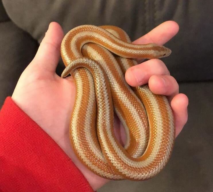 280 Funny Names for Your Pet Snake - PetPress