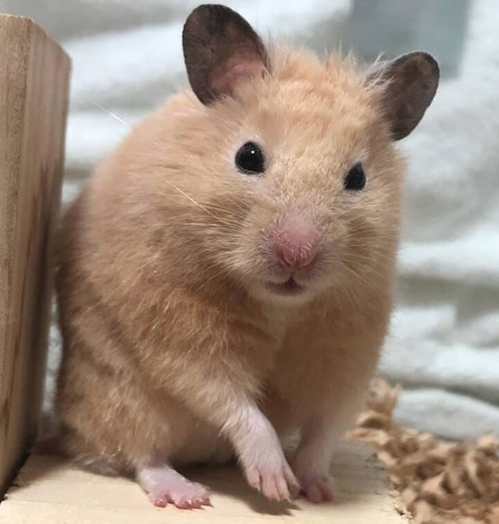 Top 400 Male Hamster Names - Which One Is Your Favorite?