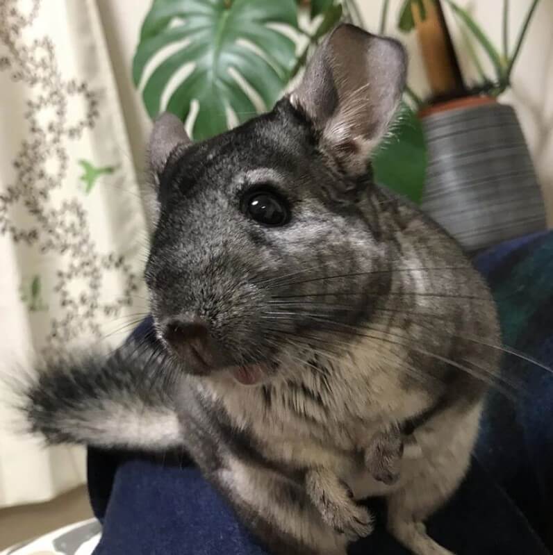 Best Chinchilla Names - 500 Amazing Ideas For Naming Your Chinchilla ...